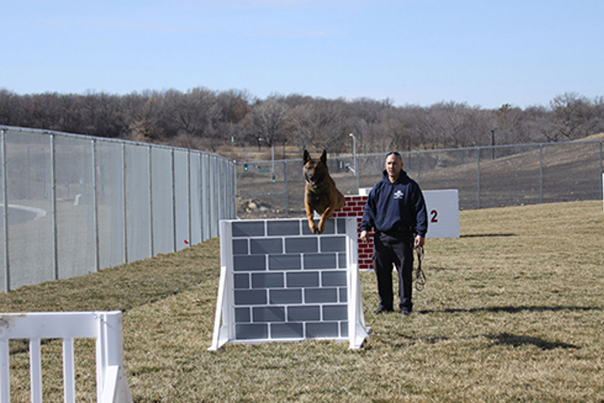 Canine Section